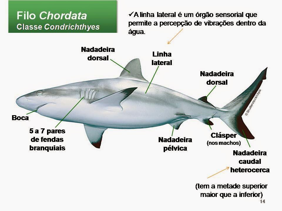 Bio prof. Viviane: Aula - Filo Chordata