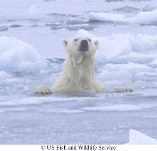 I am for Mother Earth: Save the Polar bears!!!!
