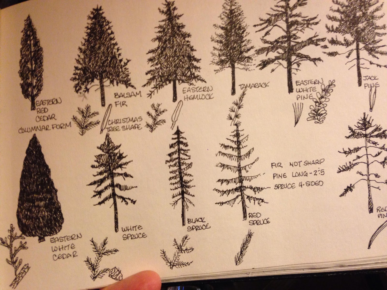 Moynahan Studio: Keeping A Nature Journal in Ottawa