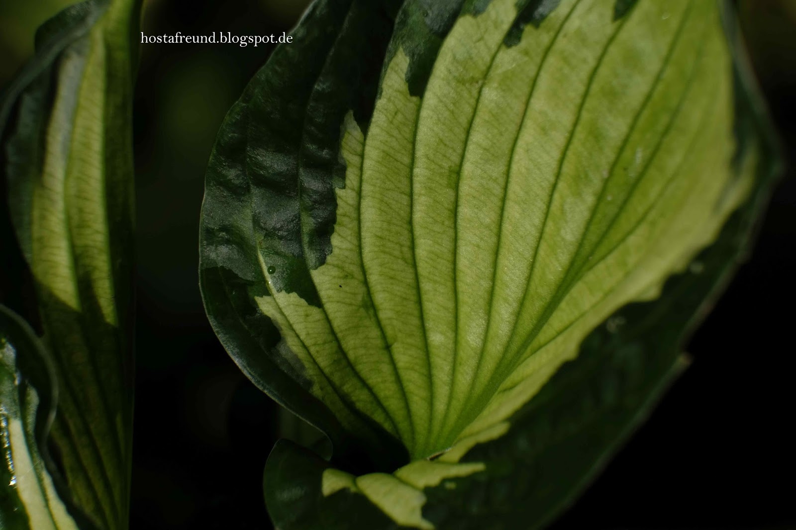 Hosta - Funkie - Meine Funkiensammlung und mein Garten.: Hosta ...