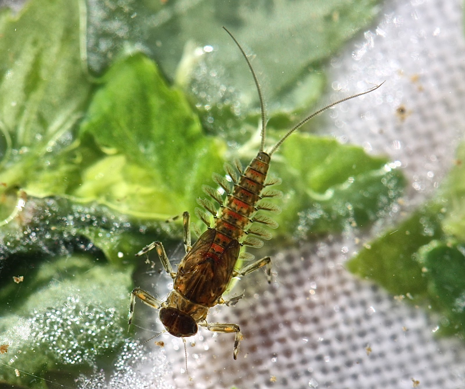 Aquatic Insects of Central Virginia: Back to Virginia: Back to Small ...