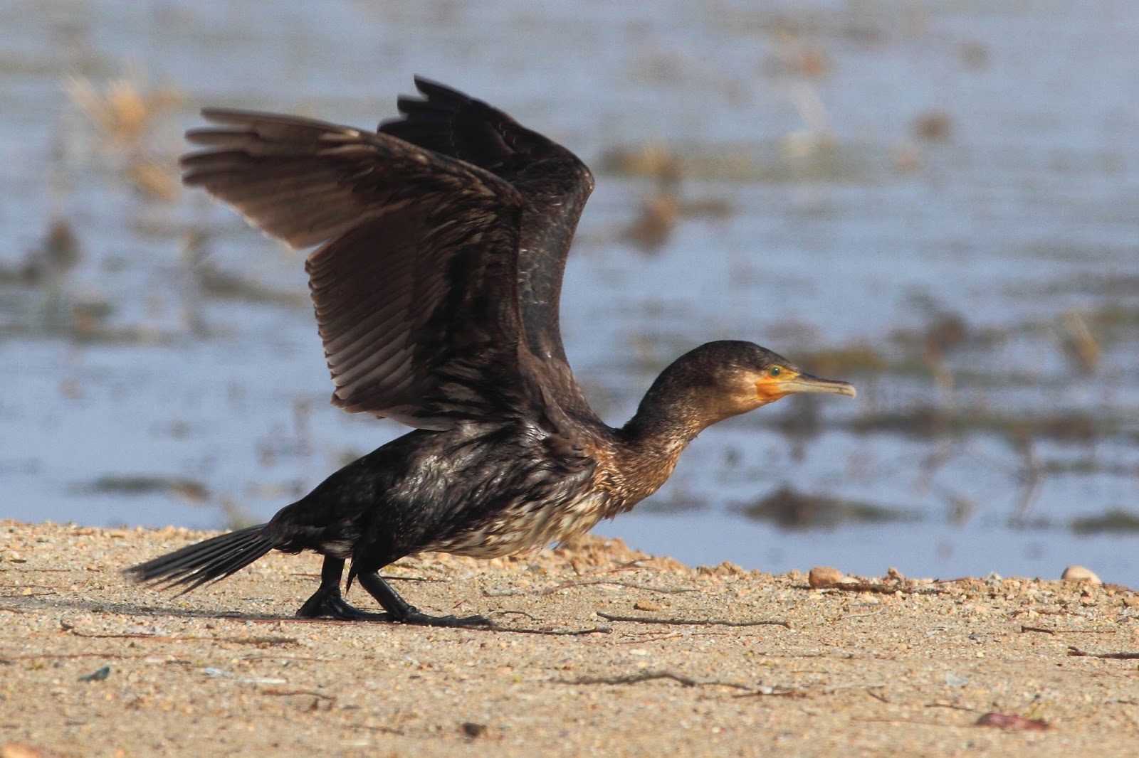 Fotografía y Naturaleza en Doñana: Cormoran grande (Phalacrocorax carbo),