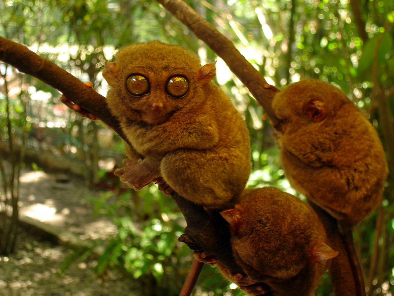 Tarsier Pictures and Wallpapers | Animals Library