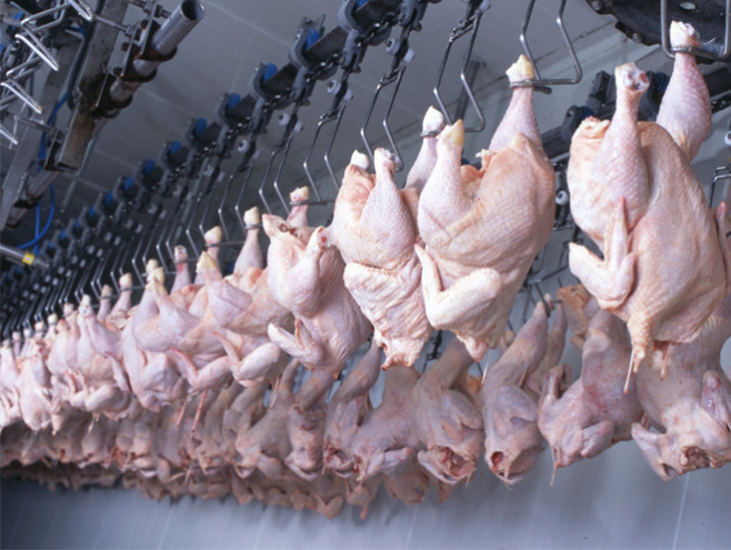 Inspection post mortem des volailles | La vie Vétérinaire