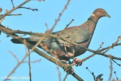 Argentina nativa: Paloma araucana (Patagioenas araucana)