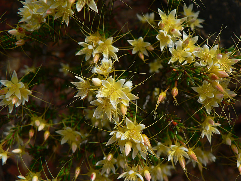 ournomadicways: Wildflowers of WA part 5