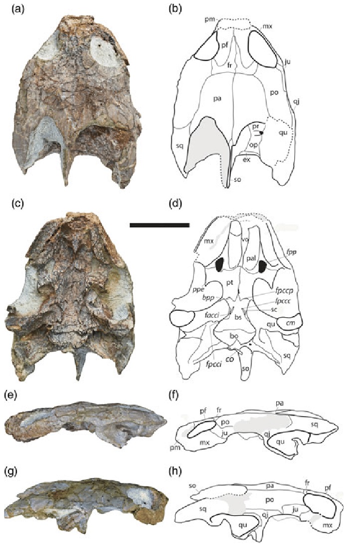 Species New to Science: [Paleontology • 2019] Kalasinemys ...
