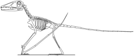 Blog de la Vida Prehistórica: Preondactylus
