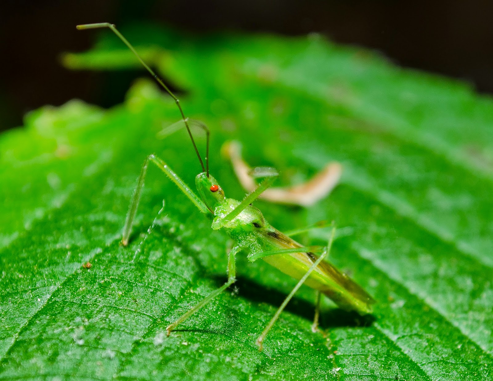 On the Subject of Nature: June 2014