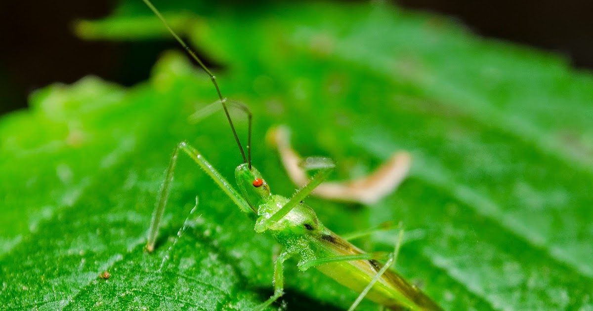 Ohio Nature : Some Insects