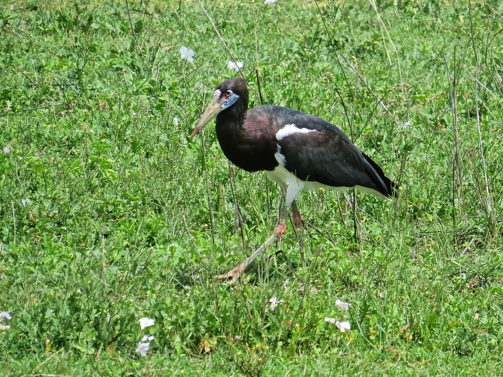 Garden Diary: Tanzania XI. Birds from Ngorongoro Crater Area.
