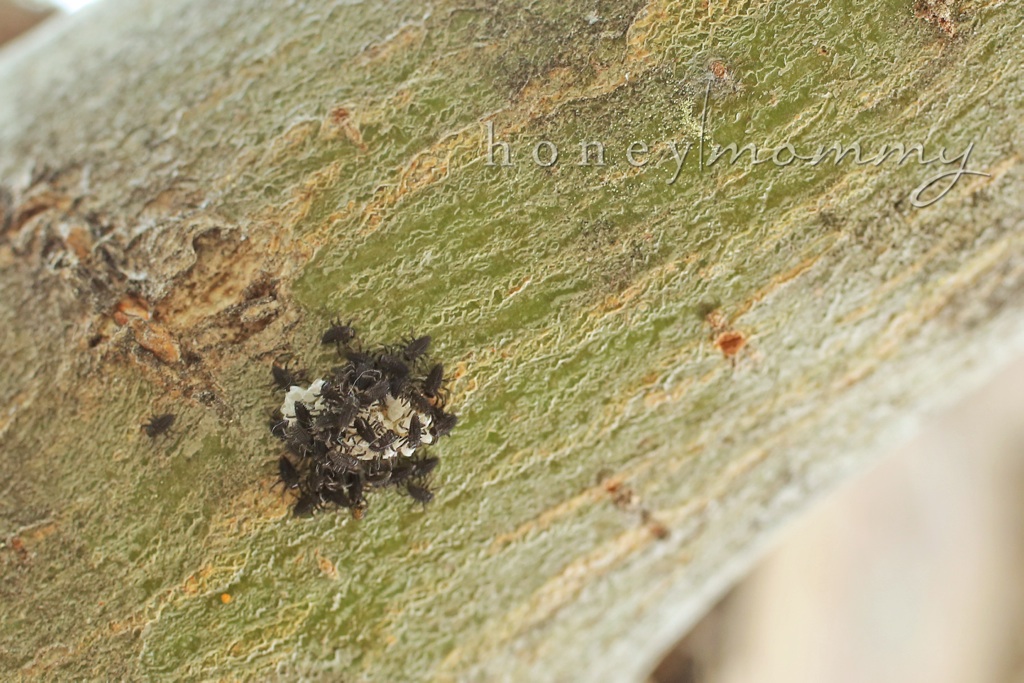 Honey Mommy: The Ladybug Tree ( Lessons on the Lifecycle of a Ladybug)