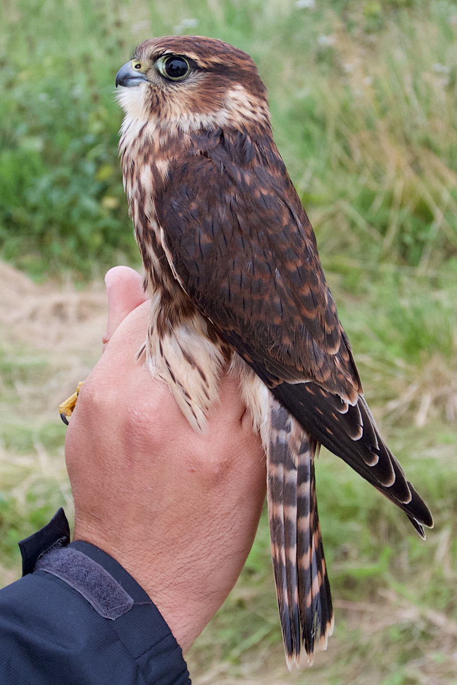 Charlie Sargent's bird ringing: Take it as Red, we're are all Dunlin.