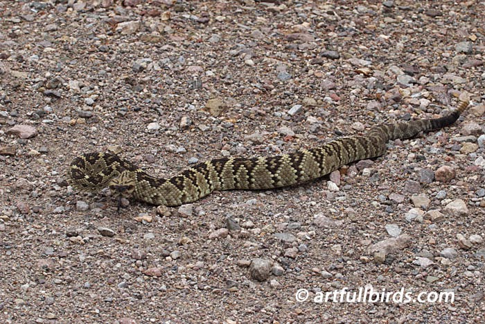 The *Black-Tailed* Rattlesnake that almost tagged me. - Big Bend Chat