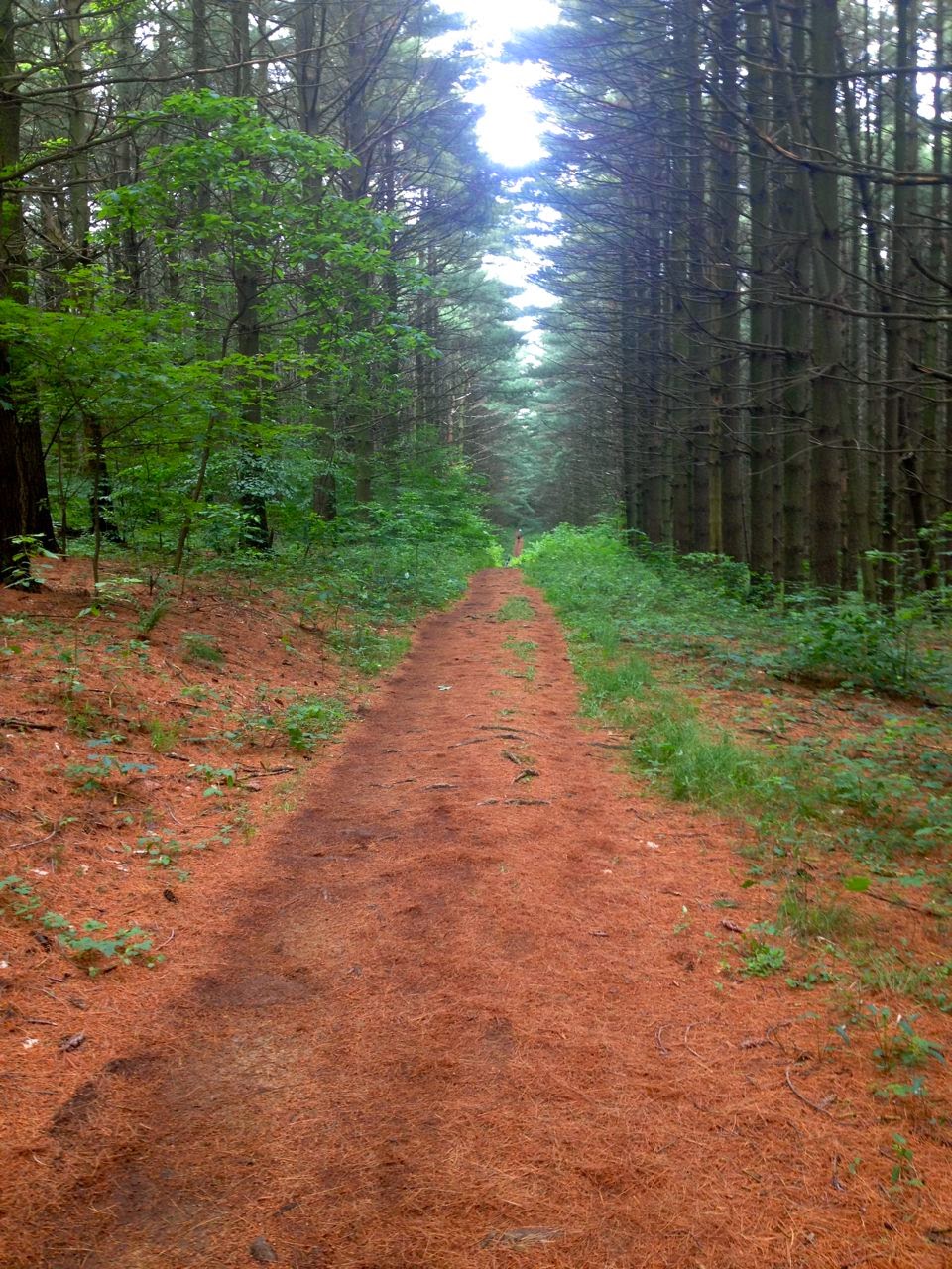Tim C. Smith: Mohican Trail 100 Mile Run