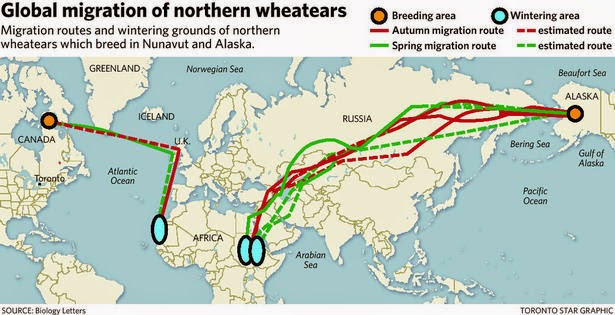 The City Birder: New Rarity for Brooklyn's Plum Beach