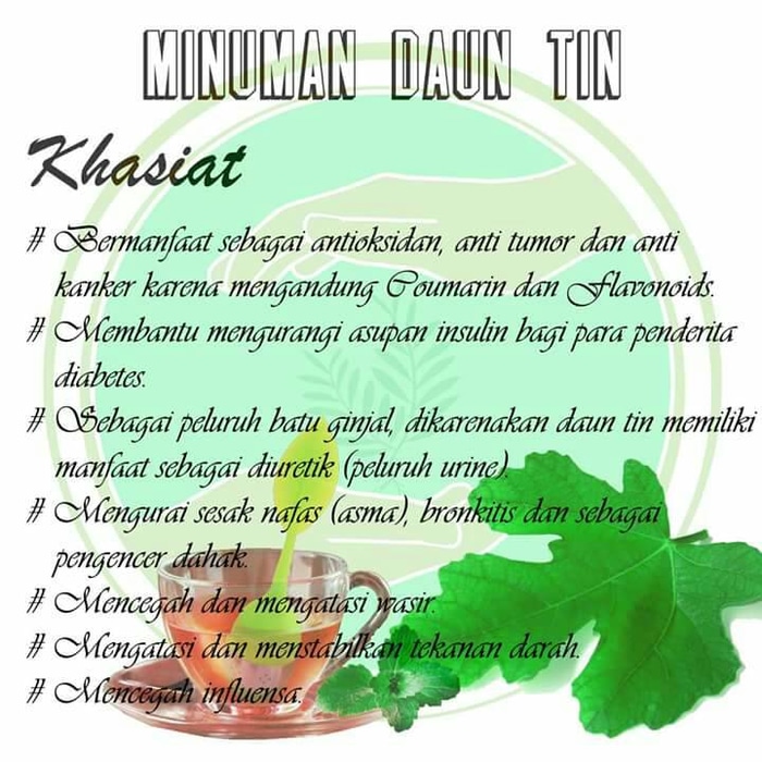 JUAL BIBIT BUAH TIN DAN TEH DAUN TIN SURABAYA SIDOARJO