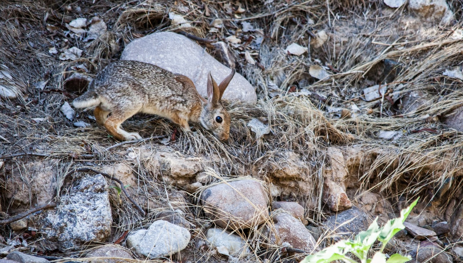 Walking Arizona: Cottontail