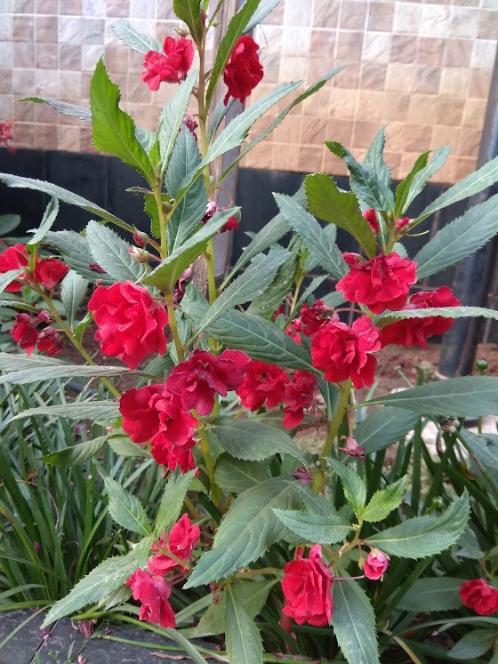 সুন্দর ফুল