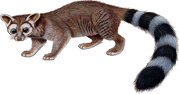 Parnassus Americano: BIOCHI O CACOMIZTLE