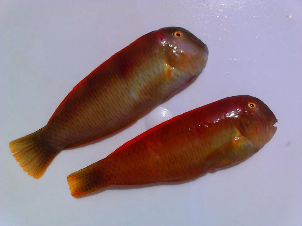 Artes de Pesca: VAMOS A PESCAR GALÁN O RAOR