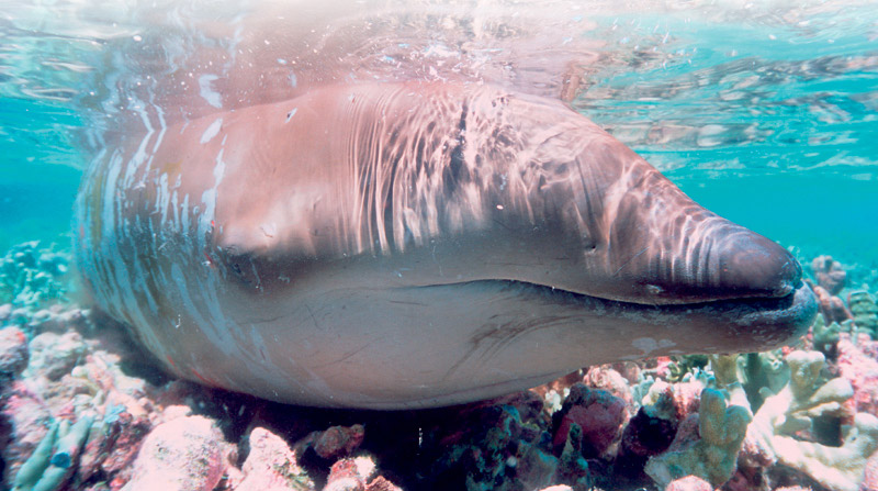 The Paranormalistics: Cryptid Creatures