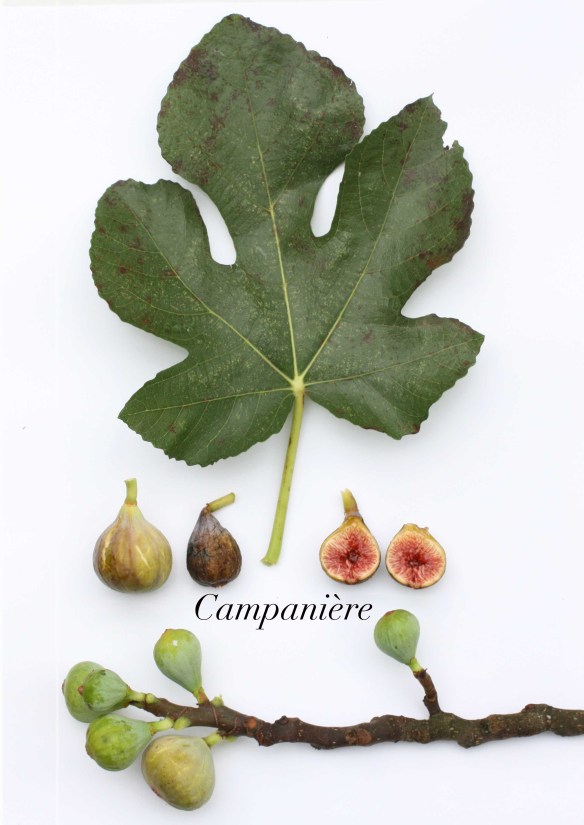 Campaniere Fig - Var Tin