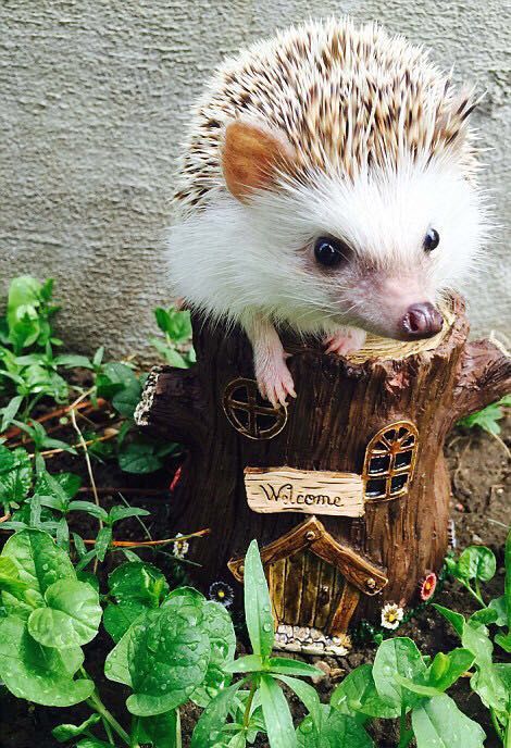 Evropski jež-Šunja li se vašim dvorištem ne uzimajte ga kao ljubimca ...