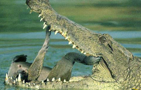 Funny Alligator « Funny World