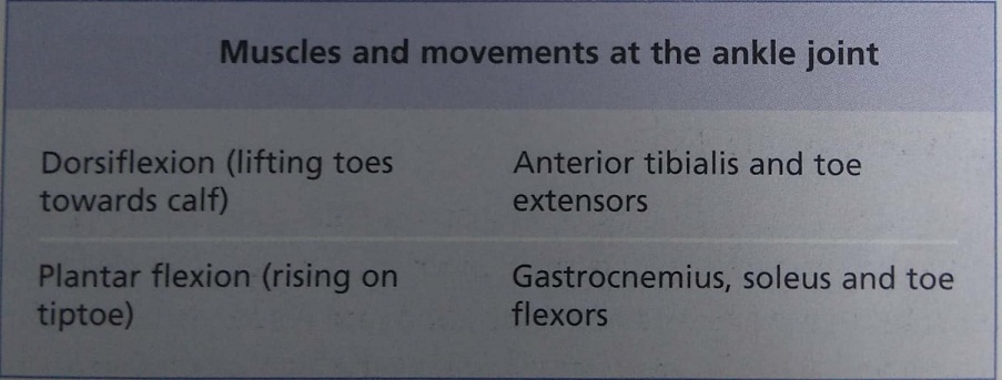 ANKLE JOINT