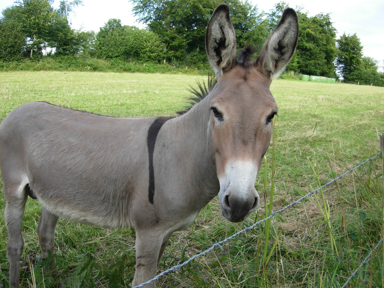 The Normandy Photo Journal: A Cotentin Donkey.