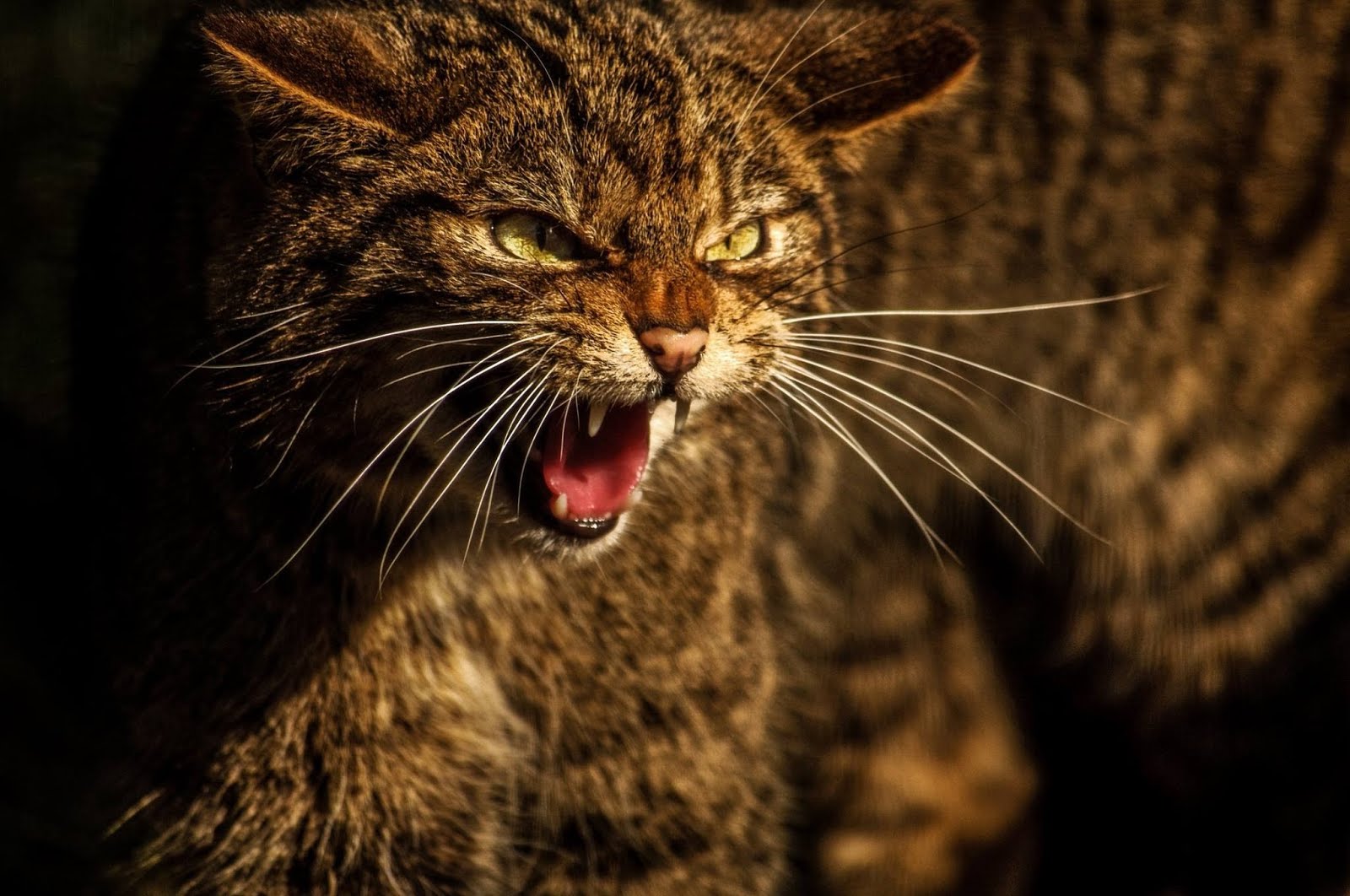 Wildwood Trust: Wildcats Set to Rewild Devon