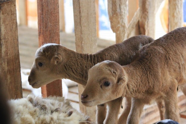 Budidaya Domba Garut (Ovies Aries) ~ Serba Budidaya