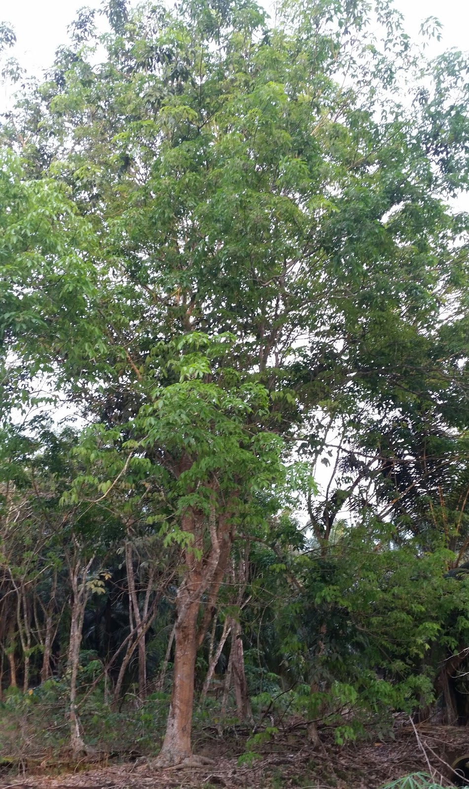 Warisan Petani: Tanaman Getah: Musim Luruh di Malaysia.