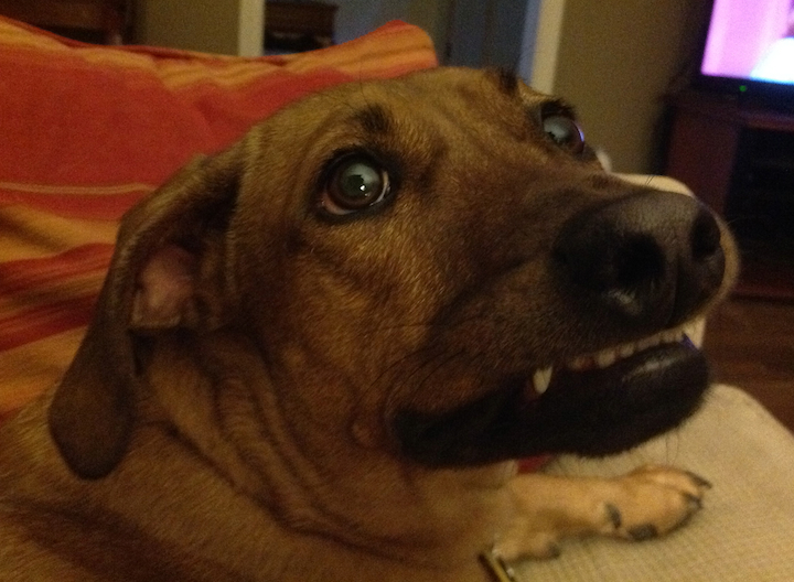 A Dose of Dog: Two-Faced Dog