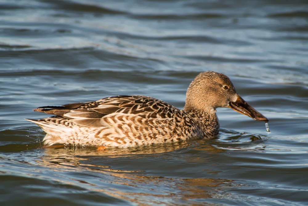 Len's Lens - Confessions of a digiscoper: Northern Shoveler - Anas clypeata