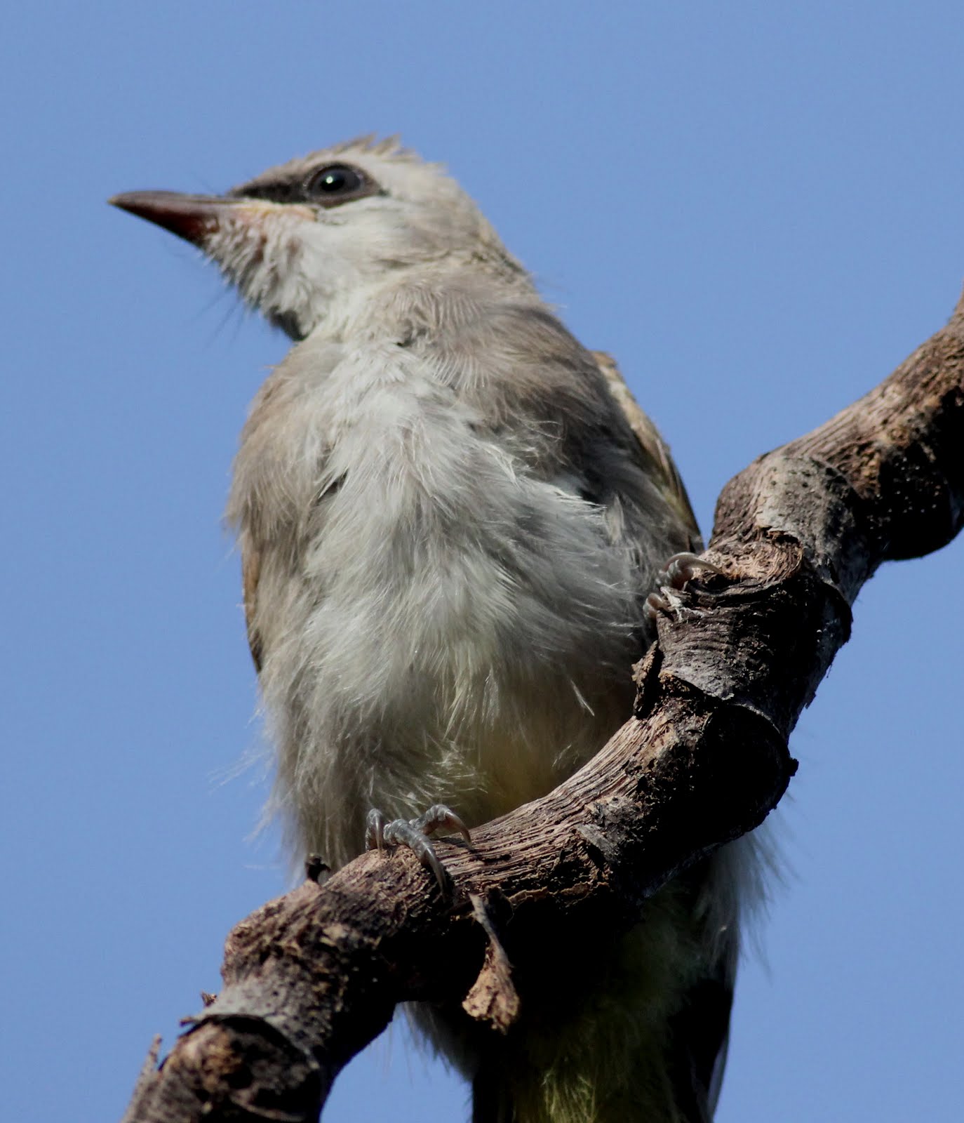 Ron-Nature-Adventures: Birds of Forest Edge