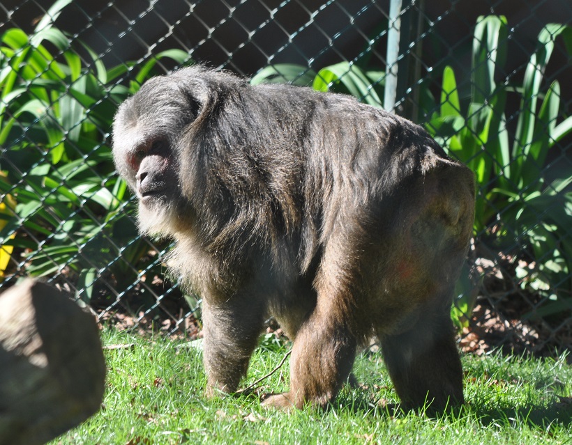 ZOOTOGRAFIANDO (6.100 ANIMALS): MACACO RABÓN / STUMP-TAILED MACAQUE ...
