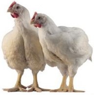 BLOGALINACEO: DO ASIL AO CHESTER: UMA HISTÓRIA GALINÁCEA