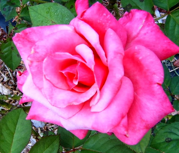 Alabama Rose and Flower Garden from a Non-Green Thumb: Rose of the Week ...