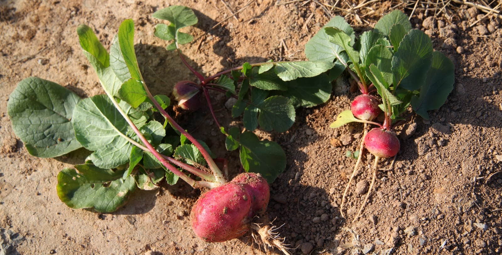 NATURAL...MENTE: RÁBANOS