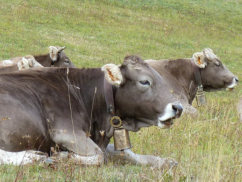 PASOS: Valle de Aísa, 13 de noviembre