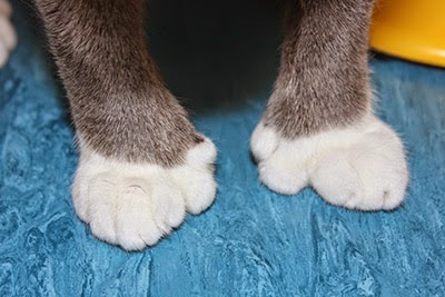 Meow! Blog | Cats Protection: A clowder of polydactyl cats