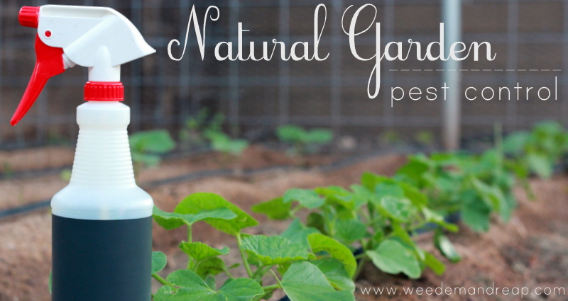 Organic Pest Control Remedies #Organic_Gardening