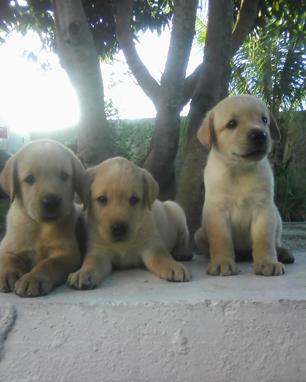 Residência dos Filhotes: NINHADAS DISPONIVEIS