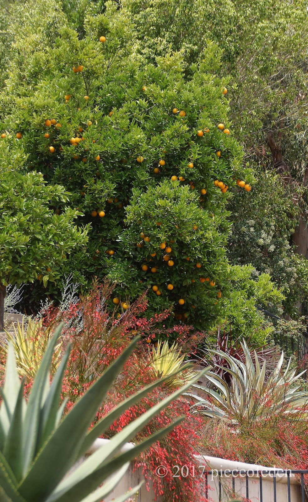The Oldest Plants In The Garden