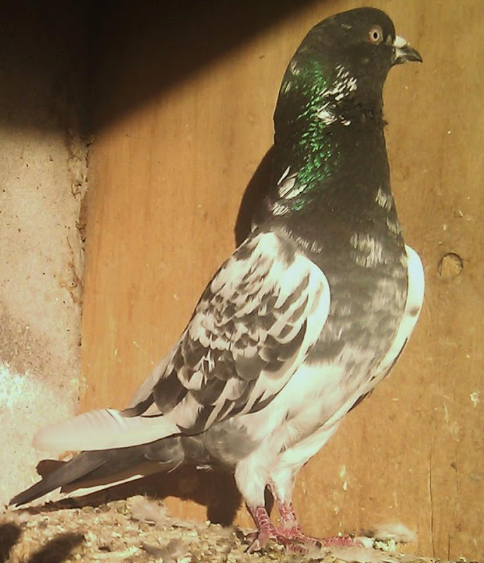 Pakistani Tipplers | Pigeons Eyes Pics ~ Pigeons Photos | Pigeons Care ...