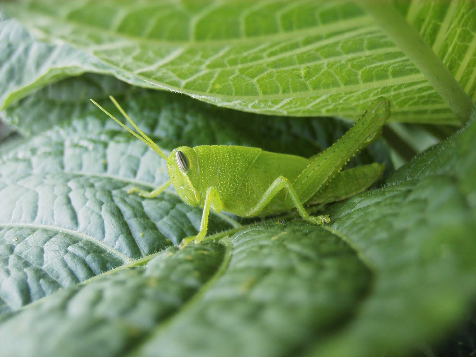 Garden Adventures: Friday Creature Feature - Grasshopper