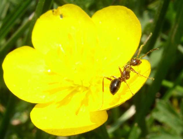 Pollinators: Ants, the Unlikely Pollinators