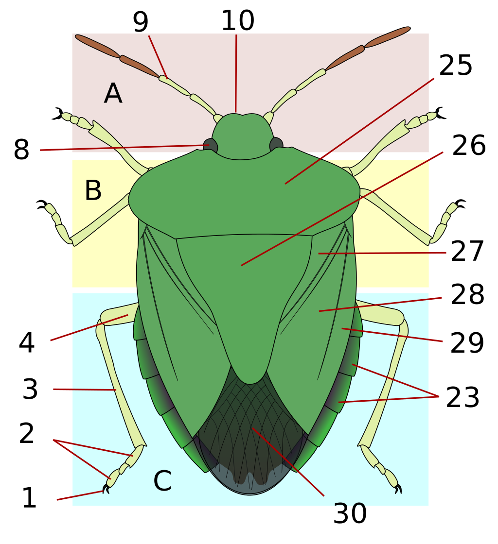Chwile zaChwycone: Borczyniec południowy - pluskwiak z Y